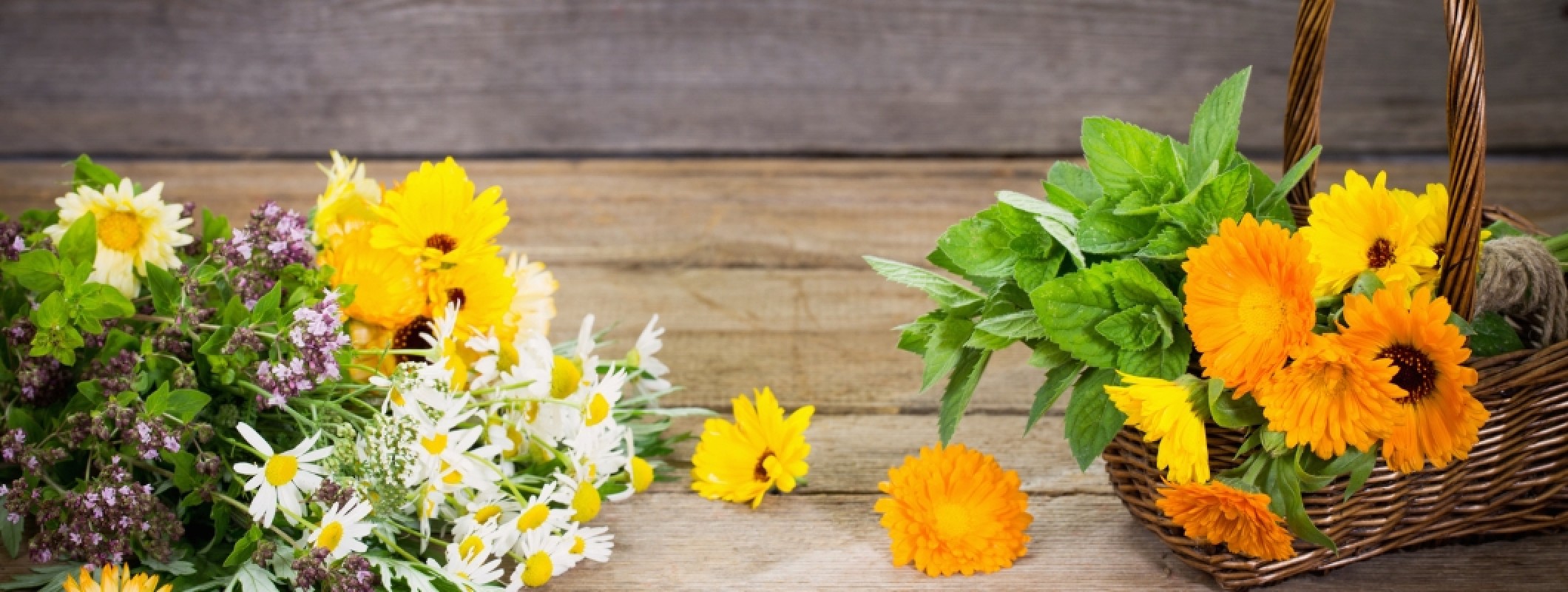 ᐉ Care sunt cele Mai Bune 10 Plante Medicinale pentru Tratarea ...