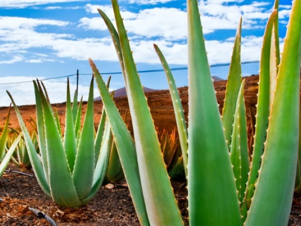 ᐉ De ce este Aloe vera una dintre cele mai utile plante din lume ...